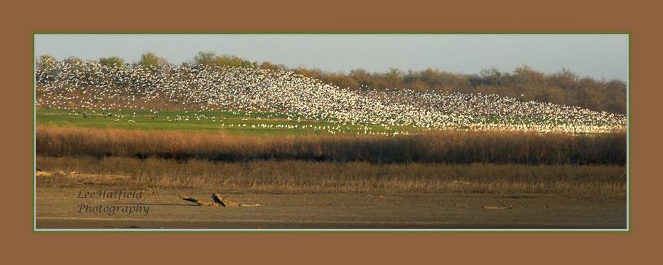 Friends of Hagerman National Wildlife Refuge: Name That Goose!