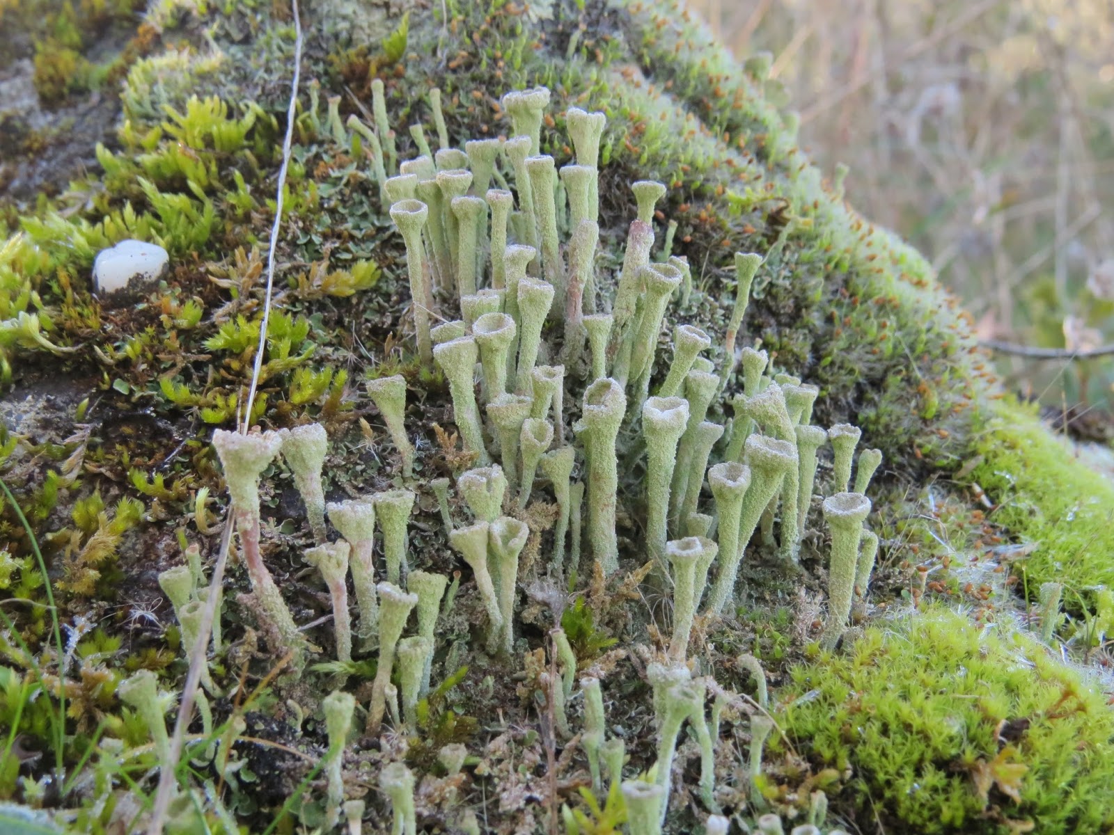 El Zorzal Charro: Plantas criptógamas de Ledesma