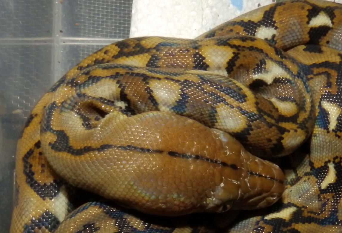 Reticulated Python