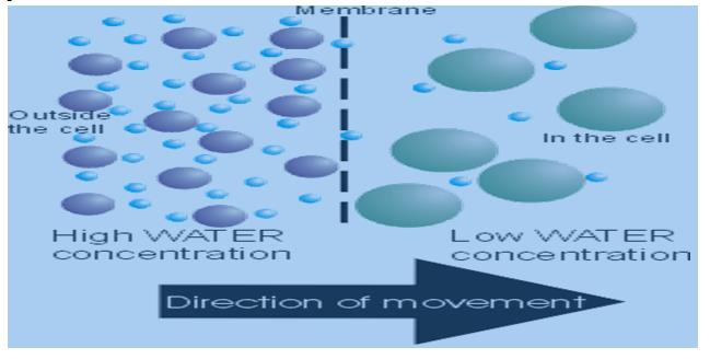 Diffusion & Osmosis ~ Dhiraj's Blog