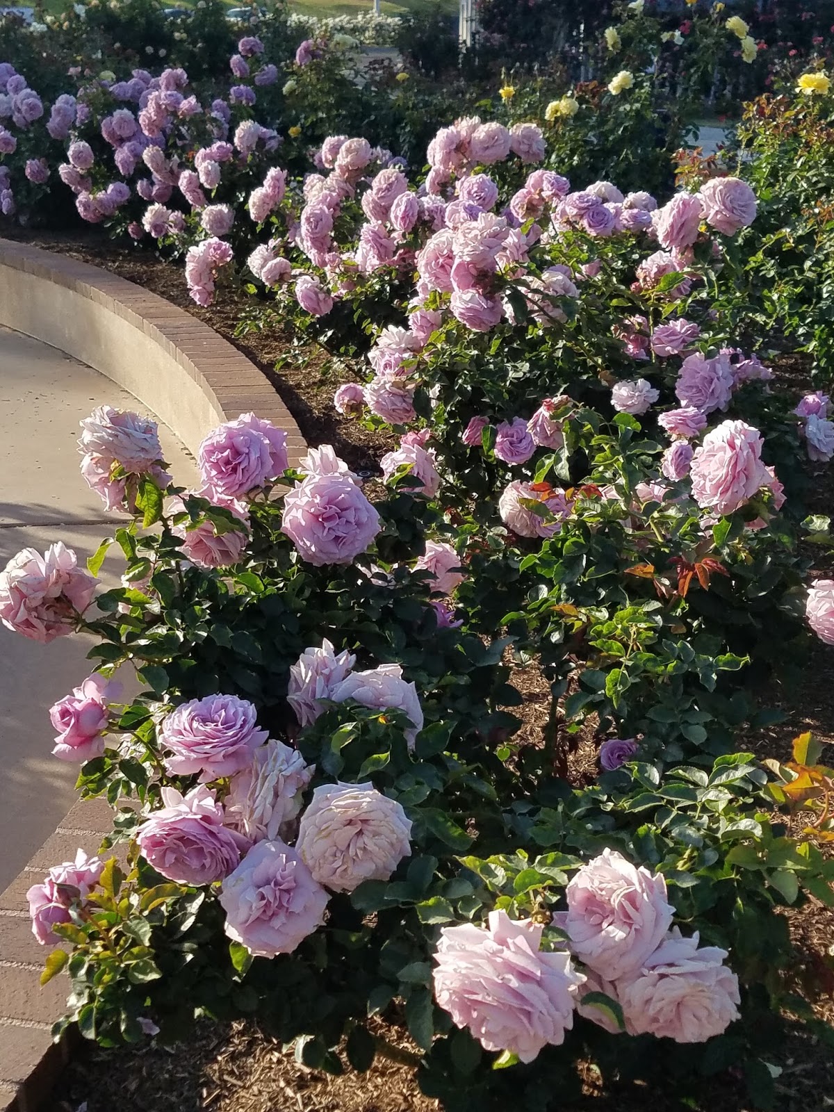 Adventures in Weseland: Balboa Park's Rose and Cactus Garden