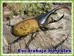 Caras ocultas: Los insectos más raros del mundo