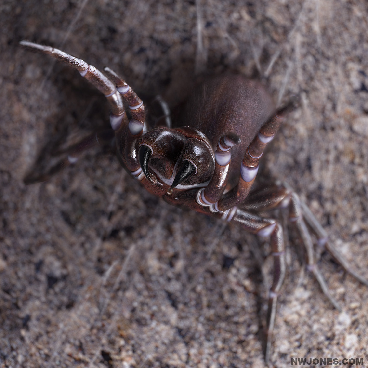 Nathan Jones - Digital Artist Blog: Look Development: Funnel Web Spider