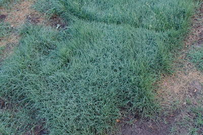 The Military Gardener: Growing the Turffalo & Sundancer Updates for ...