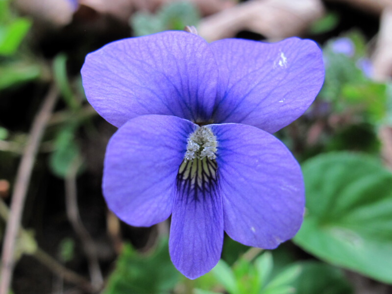 The Joyce Road Neighborhood: Wildflower - Common Meadow Violet
