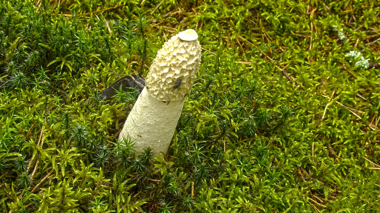 NATURE and TRAVEL: Sromotnik bezwstydny-Phallus impudicus