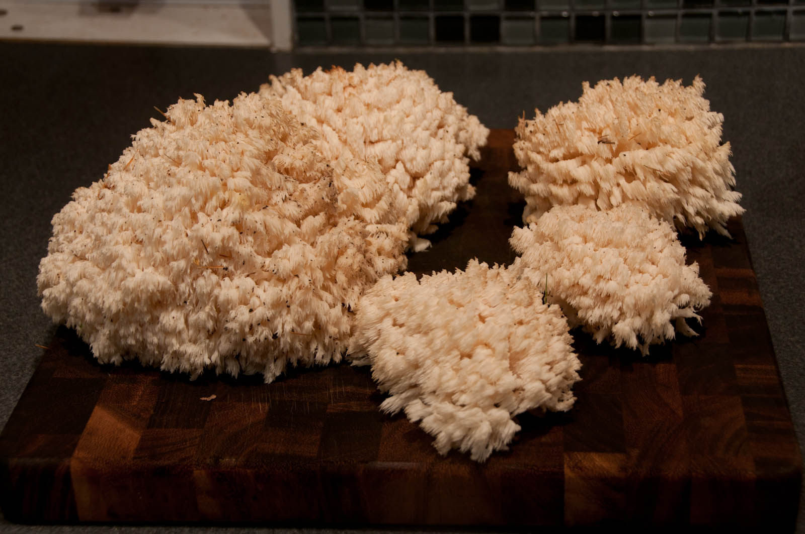 Outdoor Jay: Edible BEAR'S HEAD TOOTH (a.k.a. Hericium Americanum ...