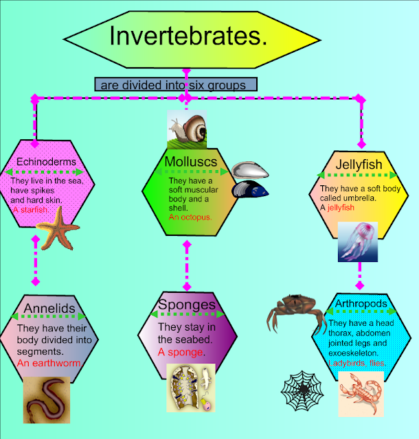 We love learning!!!.: My invertebrates diagram (year 4)
