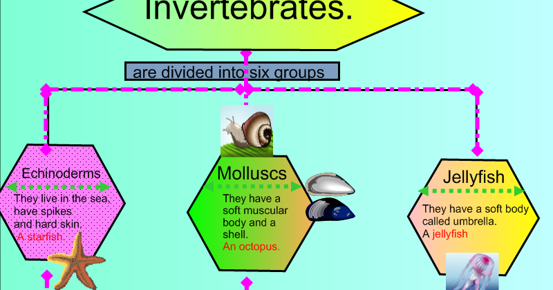 We love learning!!!.: My invertebrates diagram (year 4)