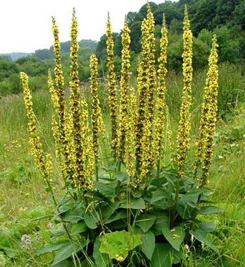 The Herb Hound: AGRIMONY