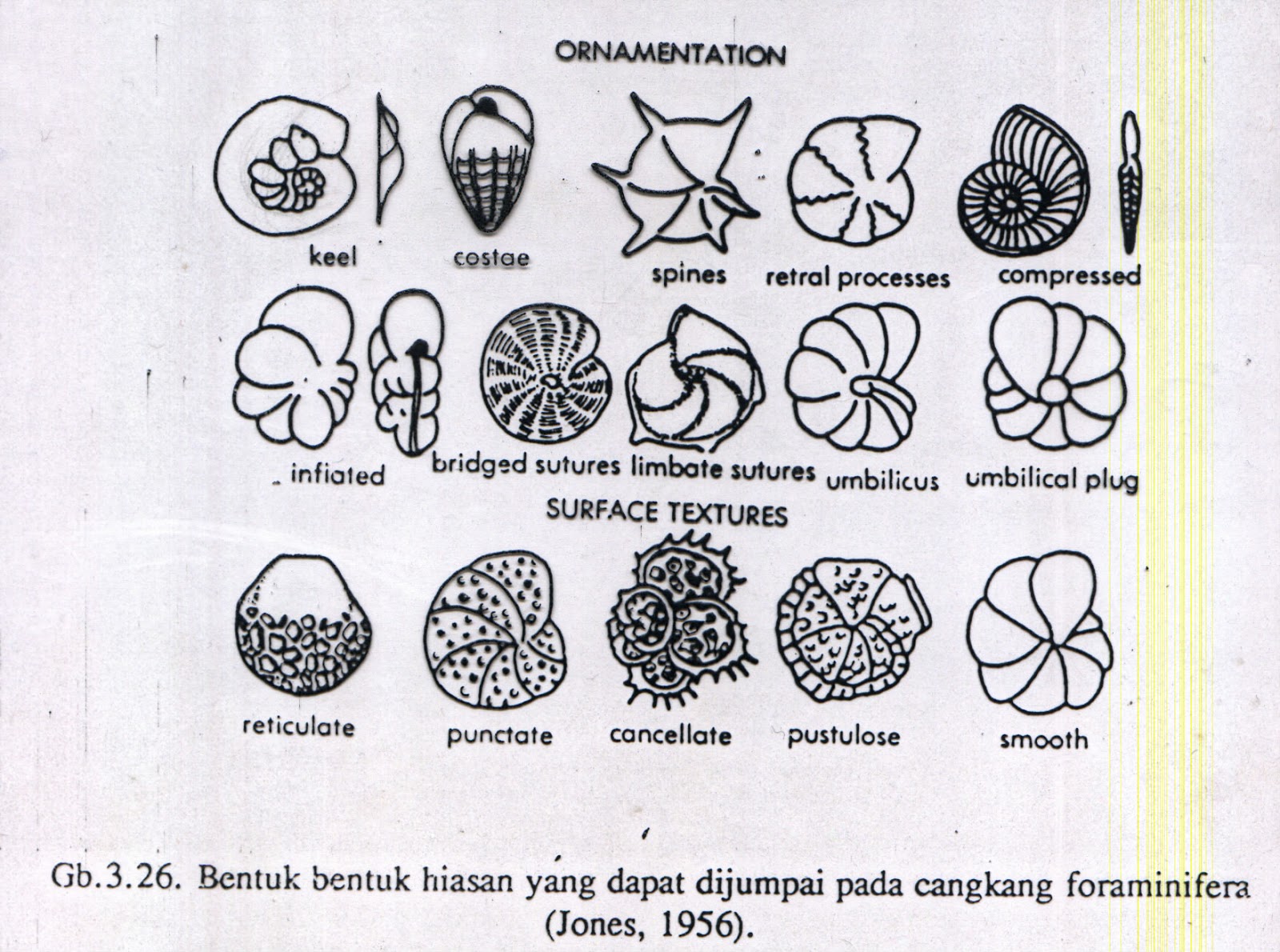 it's me: MIKROPALEONTOLOGI untuk Geologi