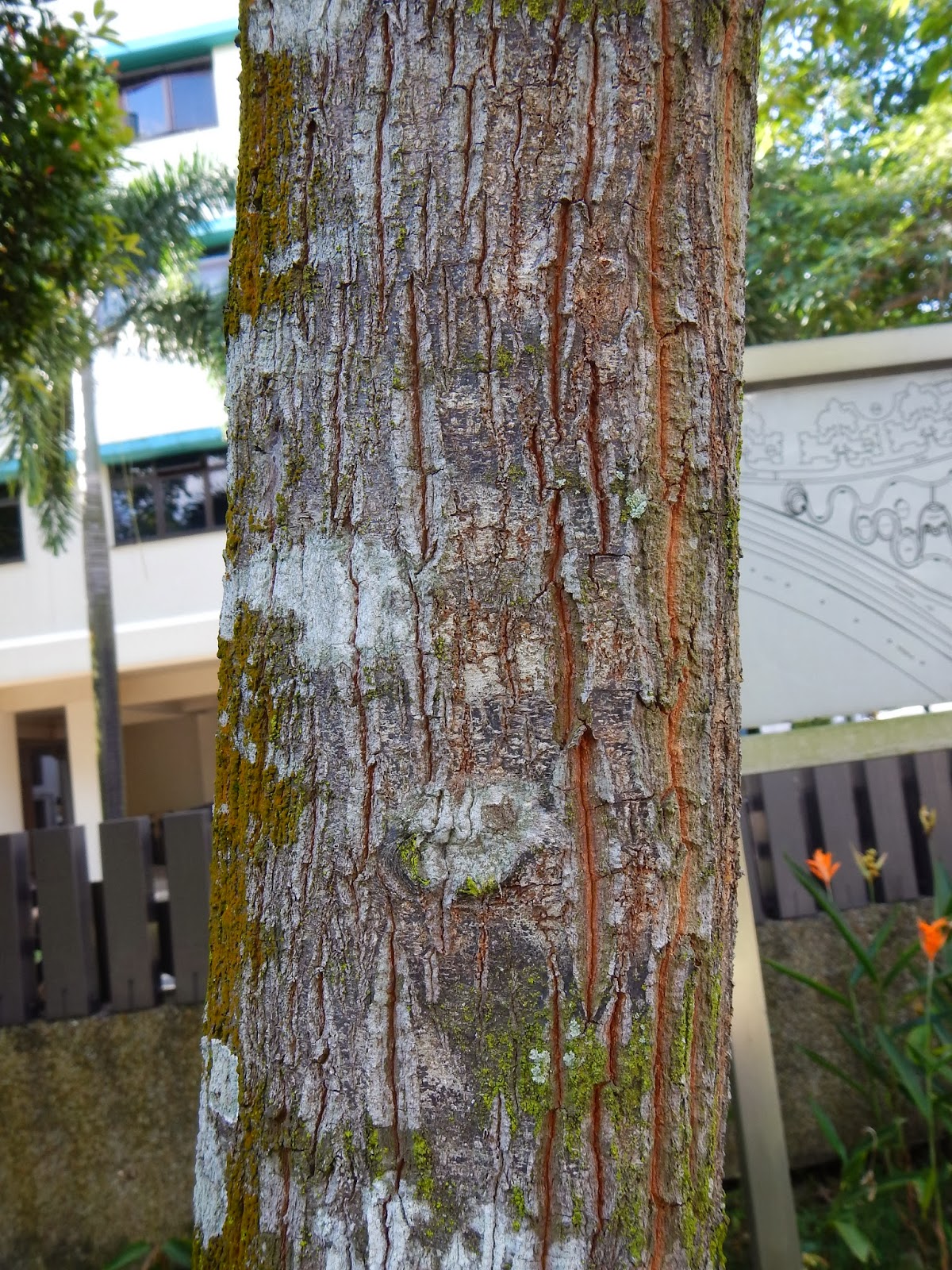 Montreal Green Park: Chengal Pasir