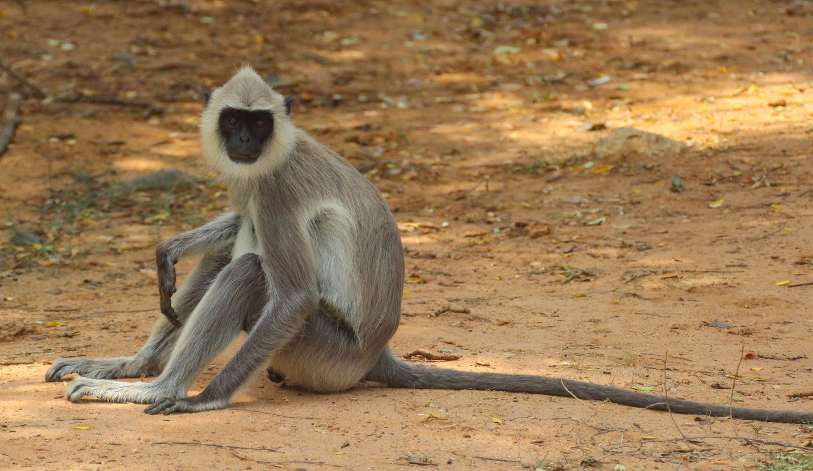 Cannundrums: Sri Lankan Tufted Gray Langur