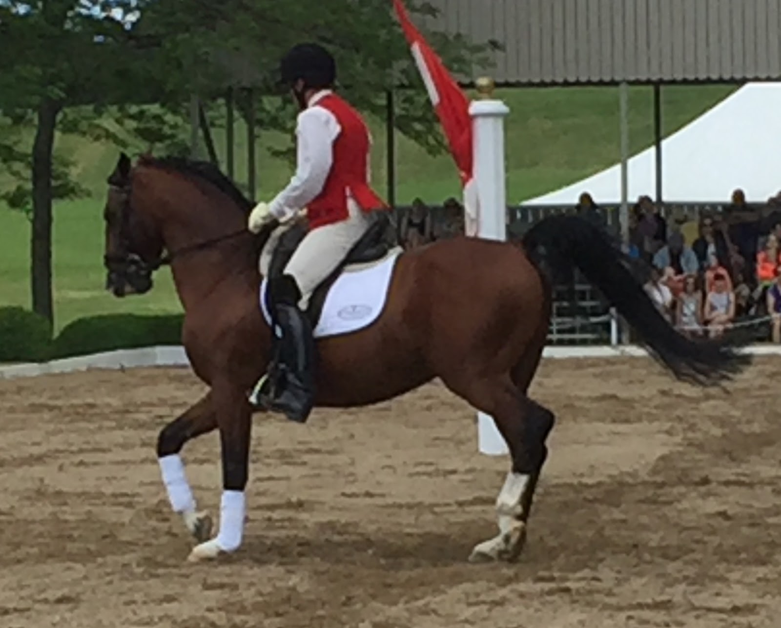 DADaPalooza: REVIEW: Tempel Lippizan Show: Great way to spend a Sunday