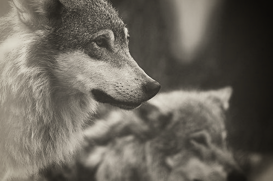 STOP WOLF HUNTS: WISCONSIN WOLVES ~ ACTIONS ~ NEWS