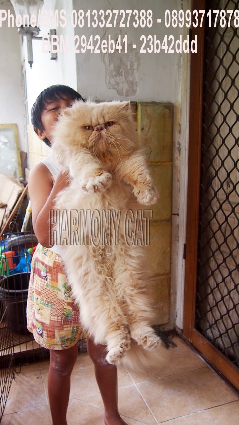 KUCING JANTAN PIGNOSE,PEAKNOSE,PESEK EXTREEM SUPER JUMBO ( LIMIT ...