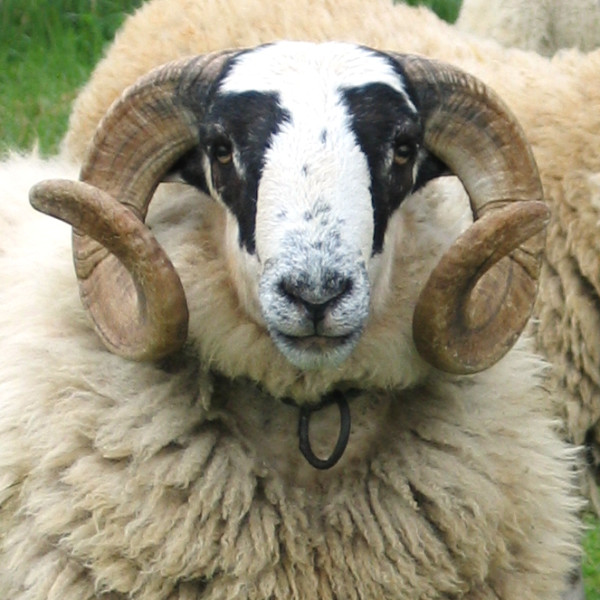 Mistere mondiale: Horoscop 2012