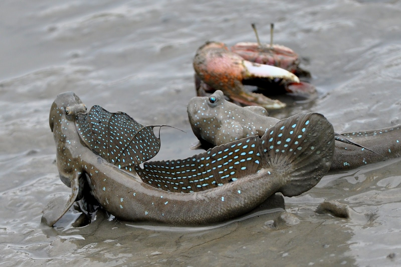 Wings 'n Things: Mud Skippers