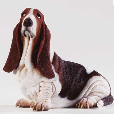 Raza de perros: Basset Hound