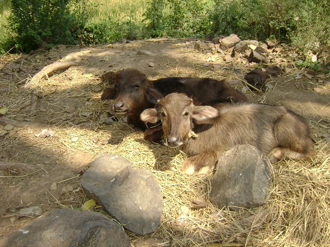 The Learner: The smiling buffalo