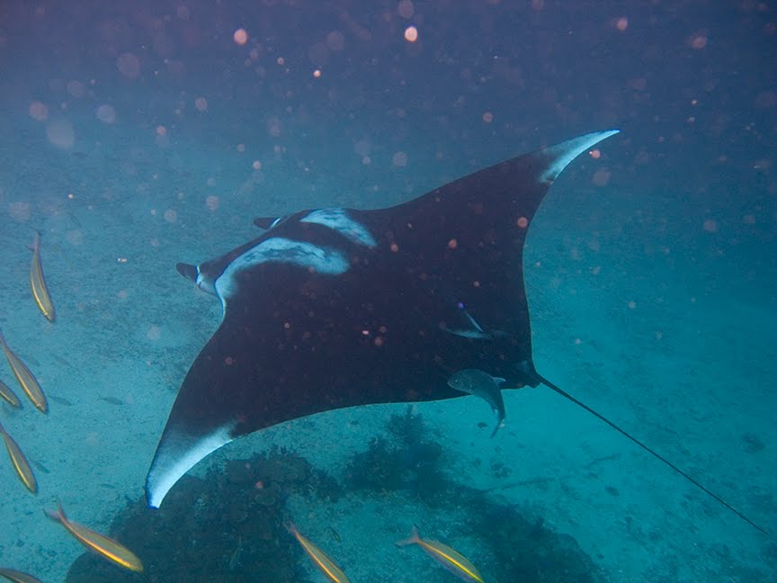 Raia Jamanta ou Arraia Jamanta (Manta Birostris)