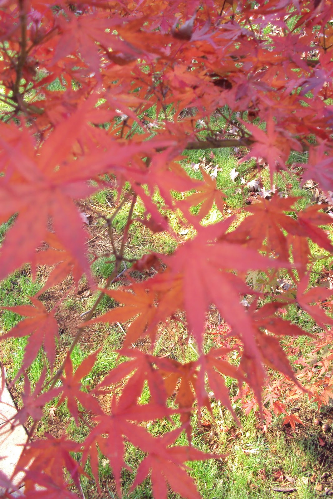 Urban Earth: Red Maples