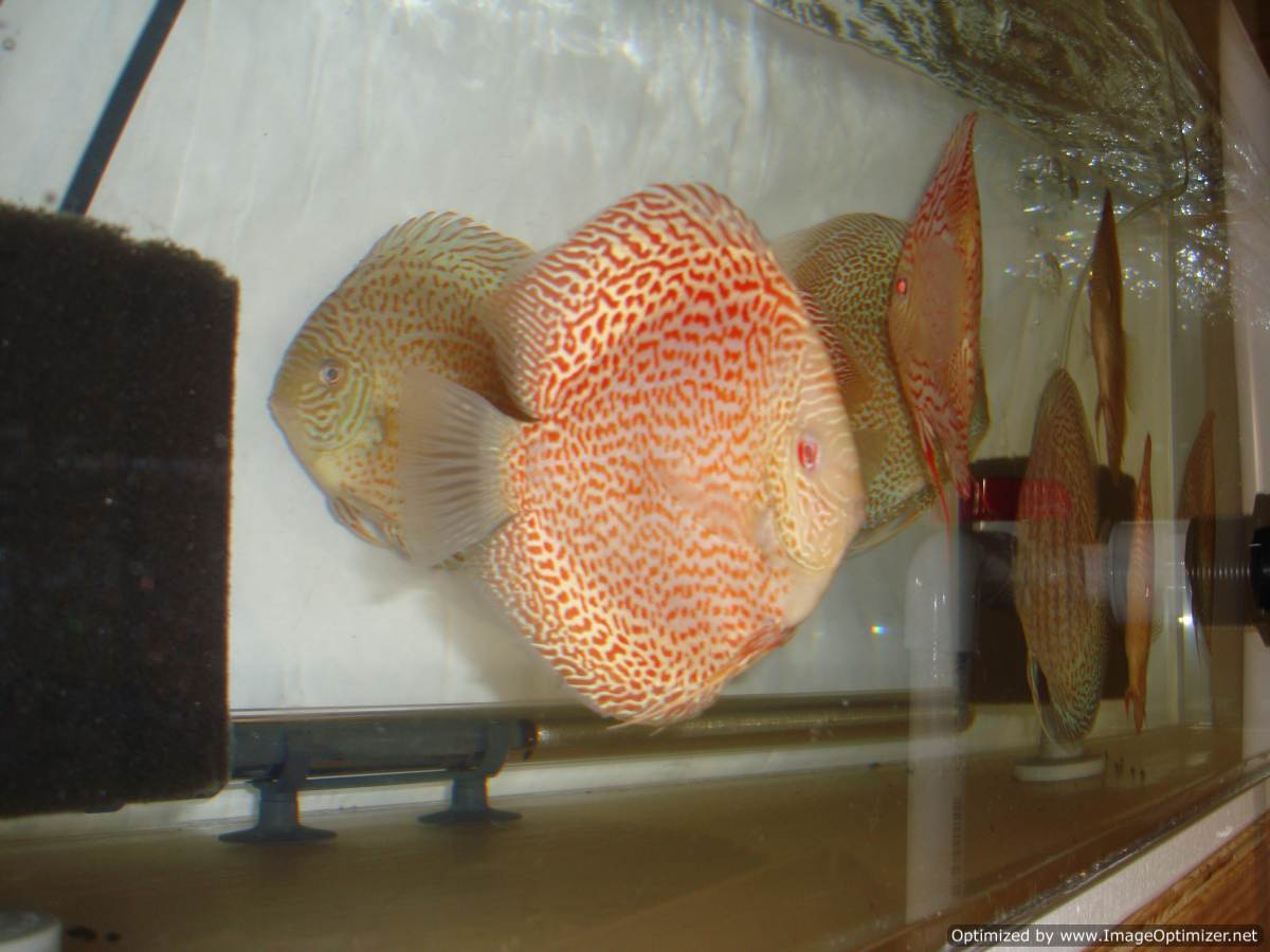 John's Discus