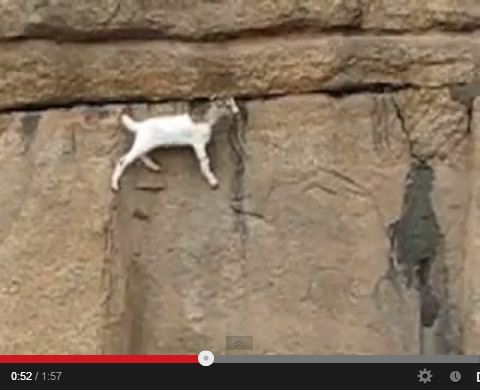 INCREIBLE CABRA ESCALANDO UNA PARED VERTICAL