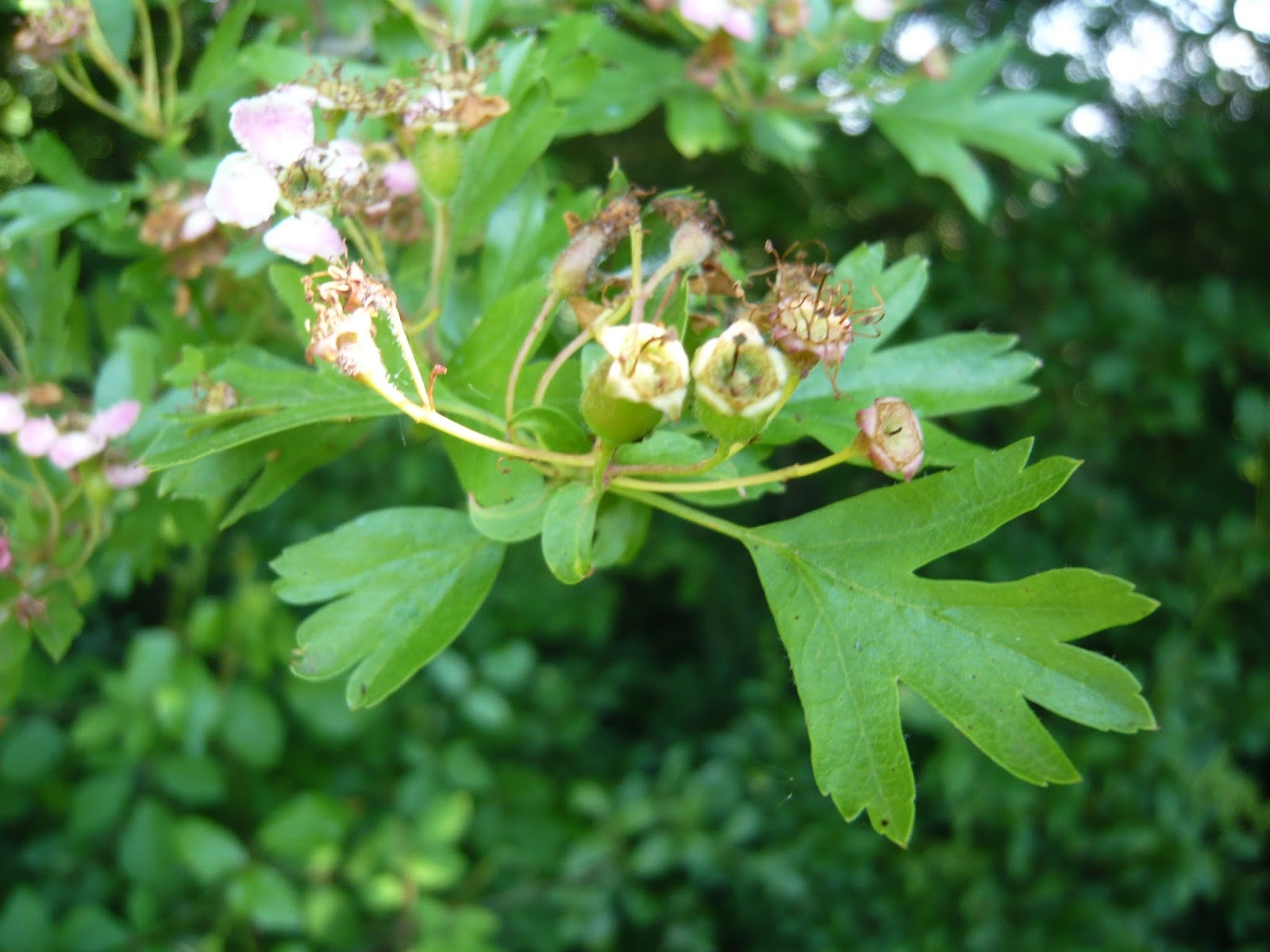 JARDINS DE SANTÉ: AUBEPINE