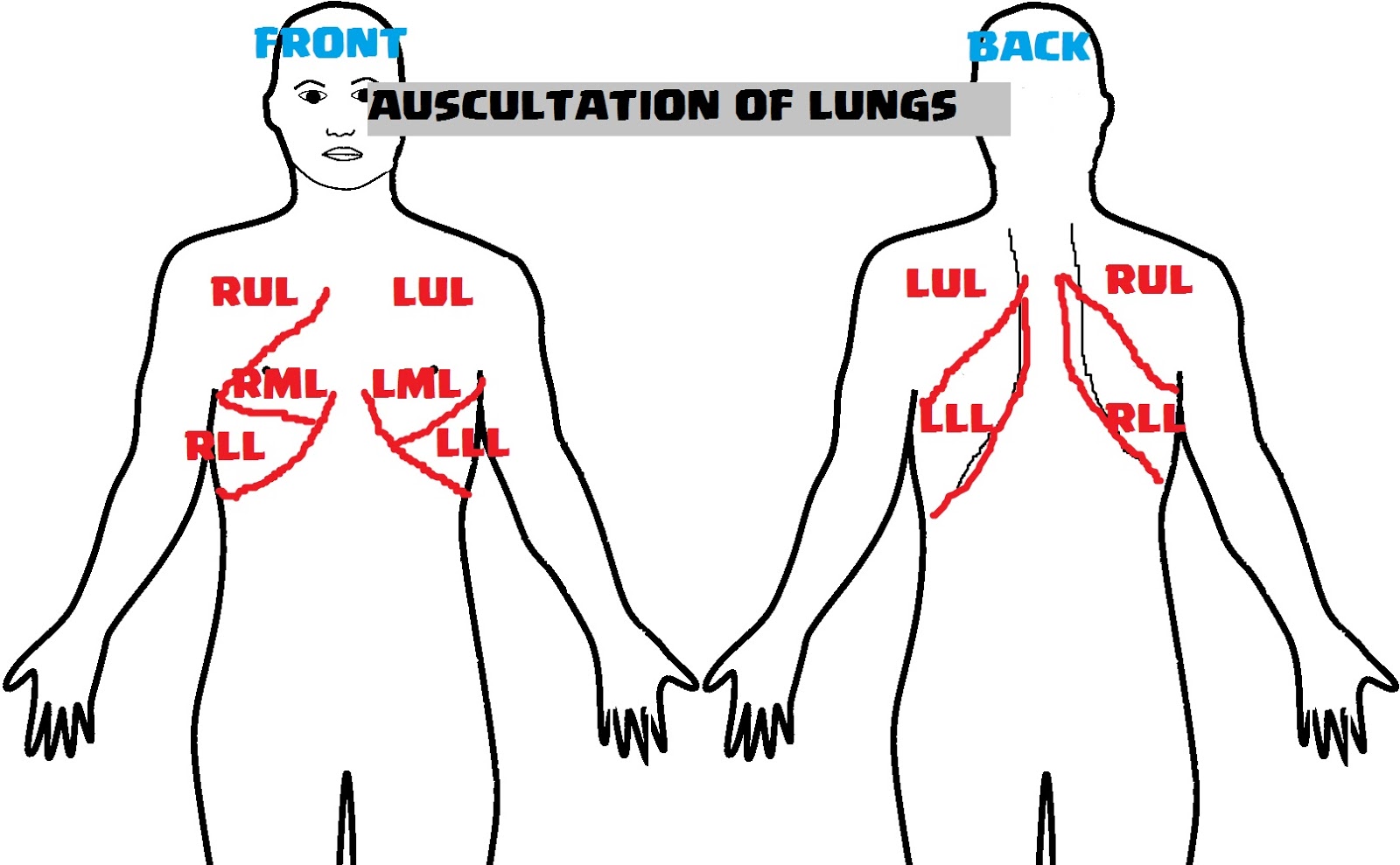 Lung Lobes Auscultation