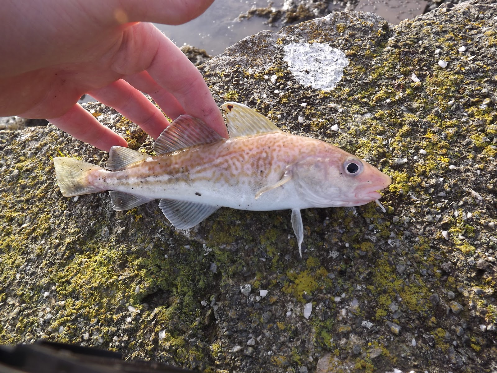 Mission Impossible : To catch 100 species of saltwater fish from ...