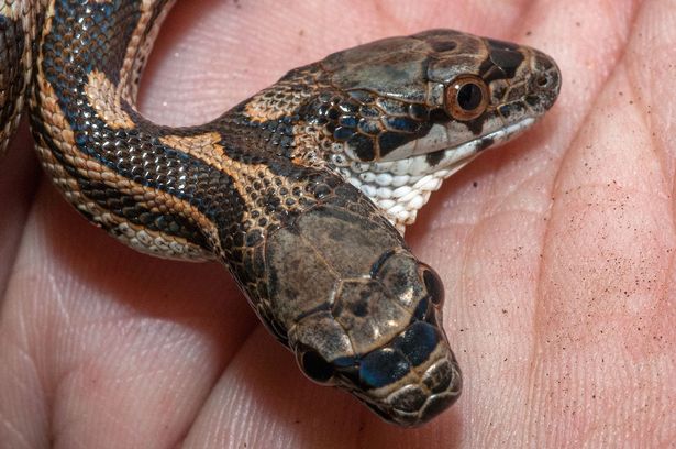 Snakes: Two headed Snakes Snakes: Two headed Snakes