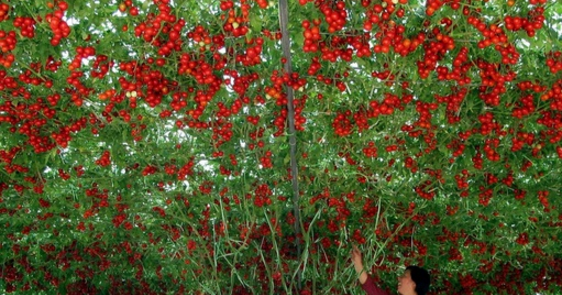 #Gardening : High Quality Giant Tomato Tree