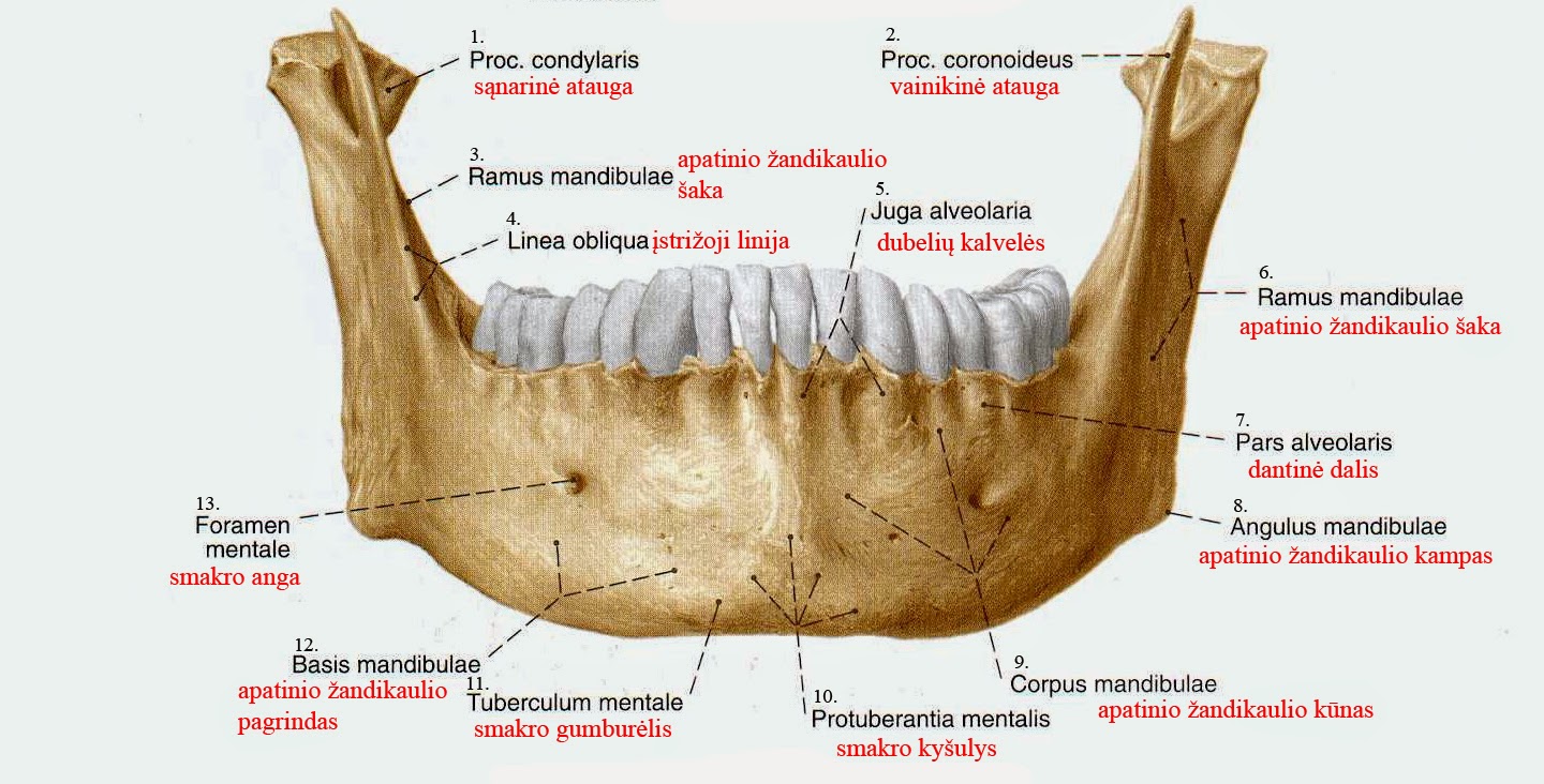 Morfofunción: Cabeza y cuello: Mandibula