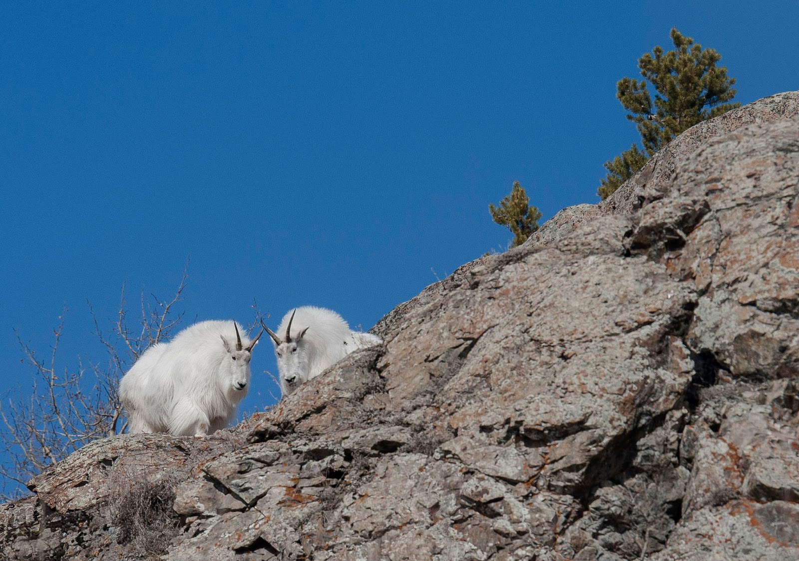 Northof49Photography: Canadian Wildlife Species - Mountain Goats