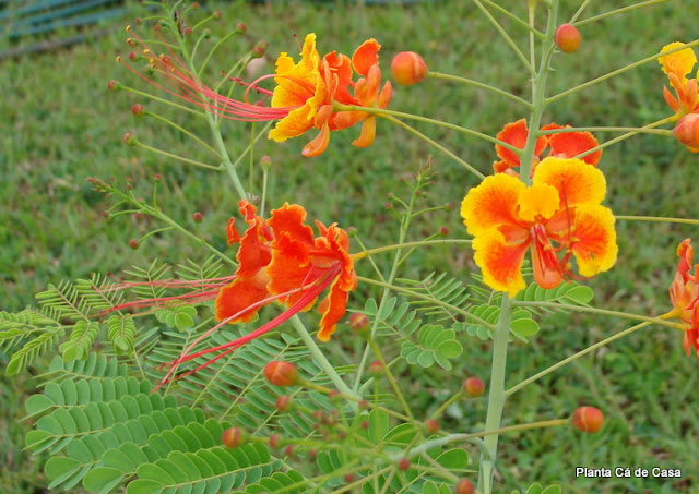 Planta cá de casa: Flamboyanzinho