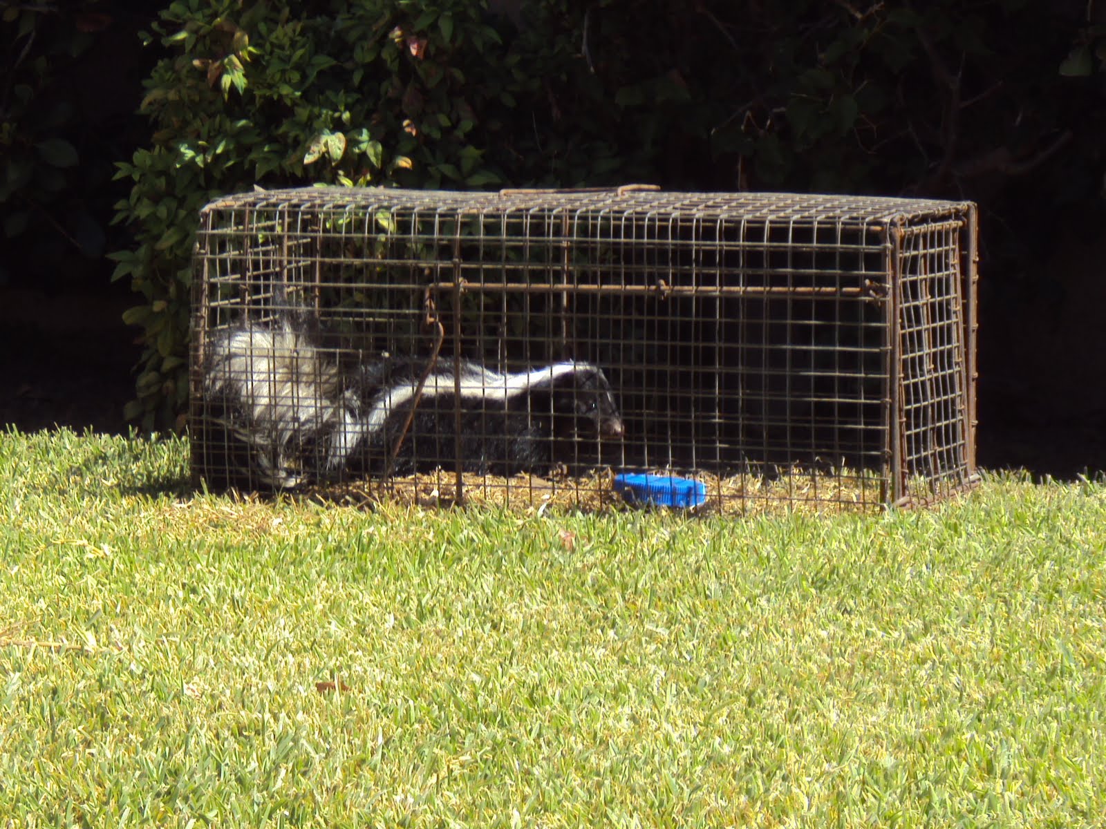 All City Animal Trapping: Humane Animal Trapping & Removal Services in ...