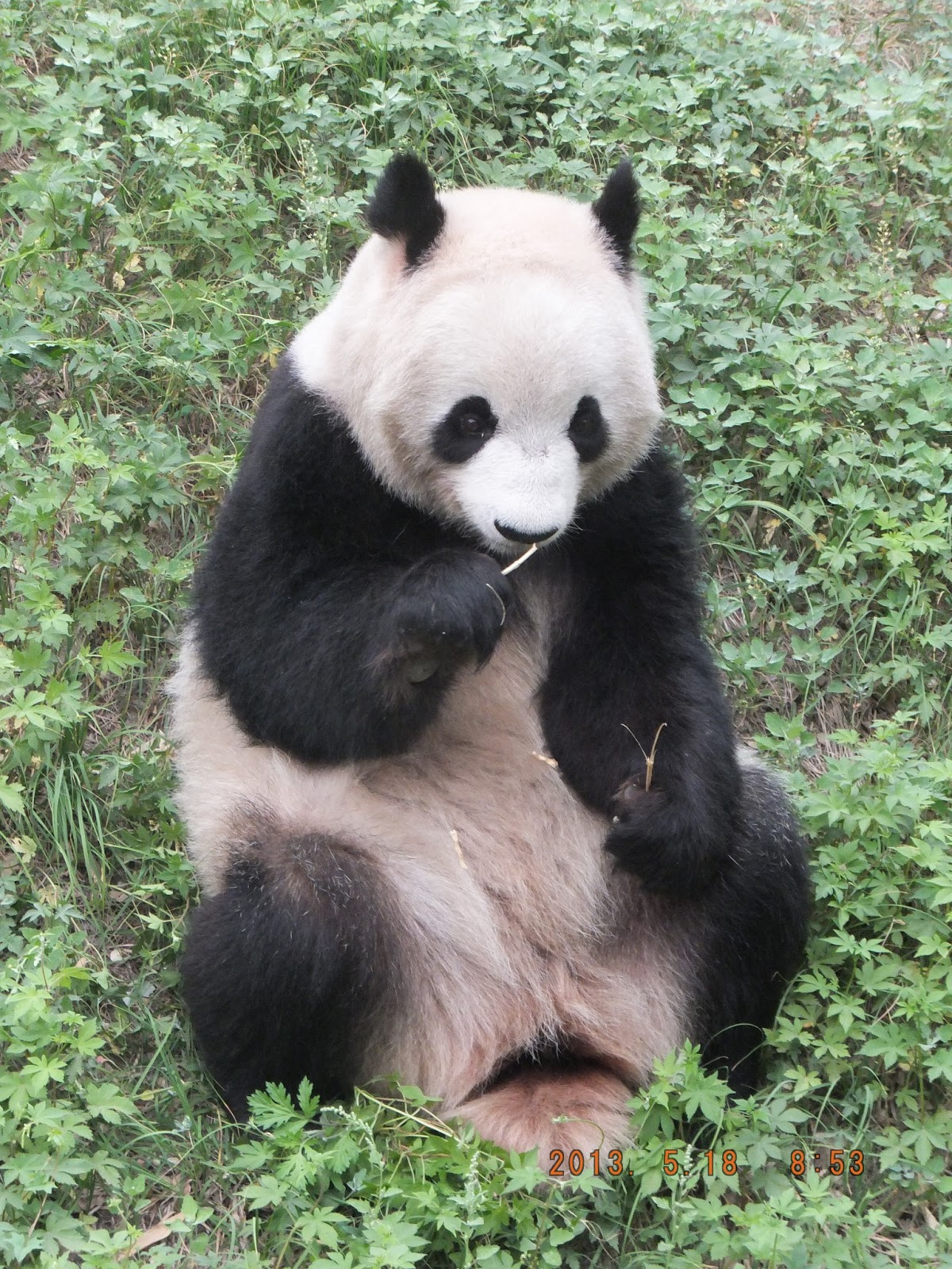 Bach's Chinese Rail Tour : May 18, 2013 Beijing - Panda House, Summer ...