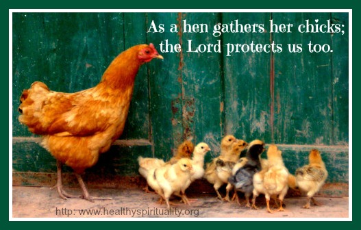 The Hen Protects Her Chicks - An Unusual Symbol of God’s Love - Lectio ...