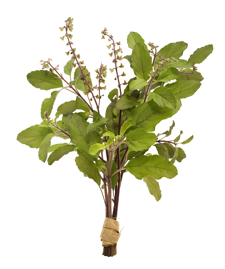 Natural Medicines & Cures: Tulsi - the oldest natural Medicine