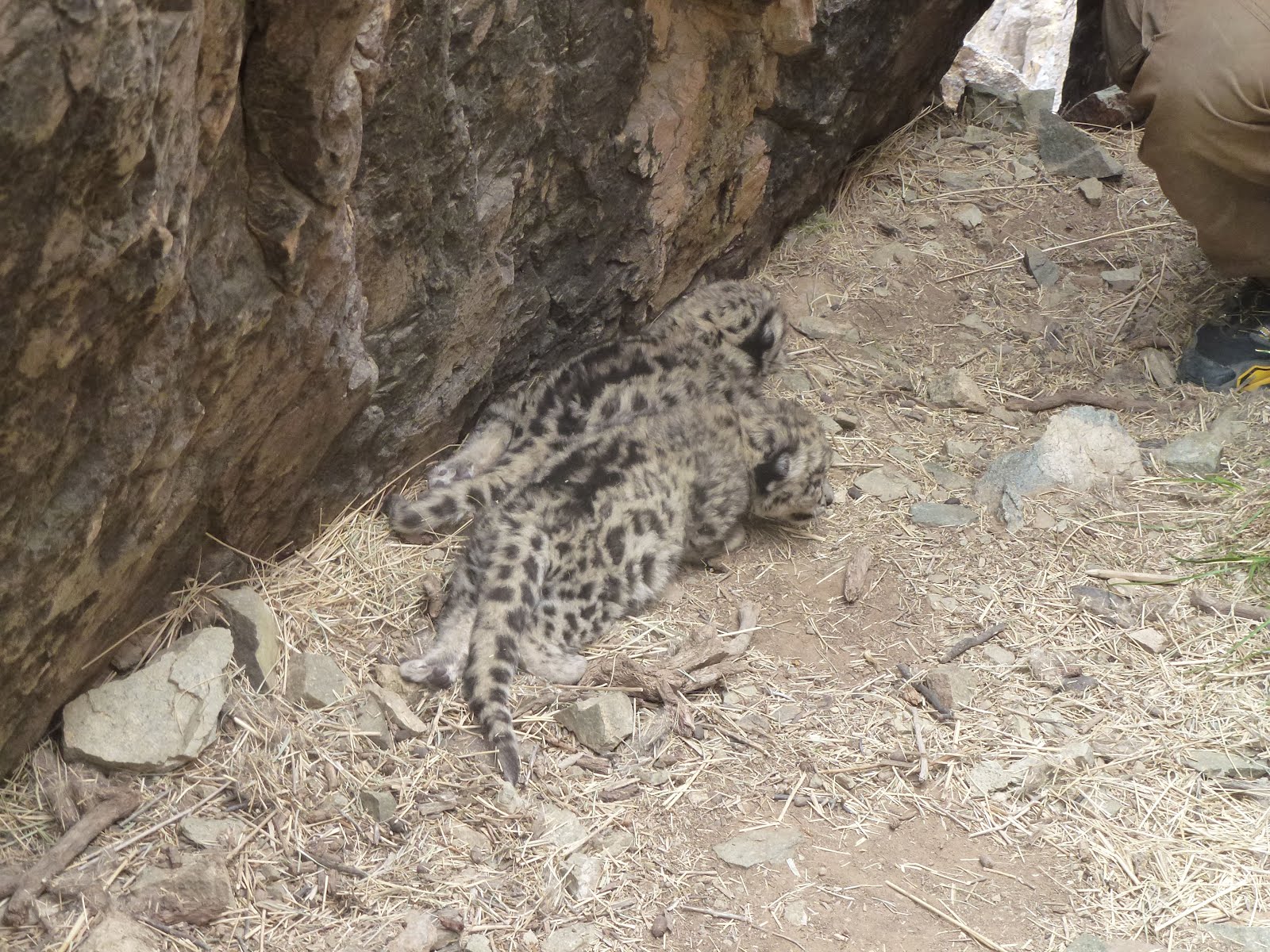 First ever video of wild snow leopard cub den