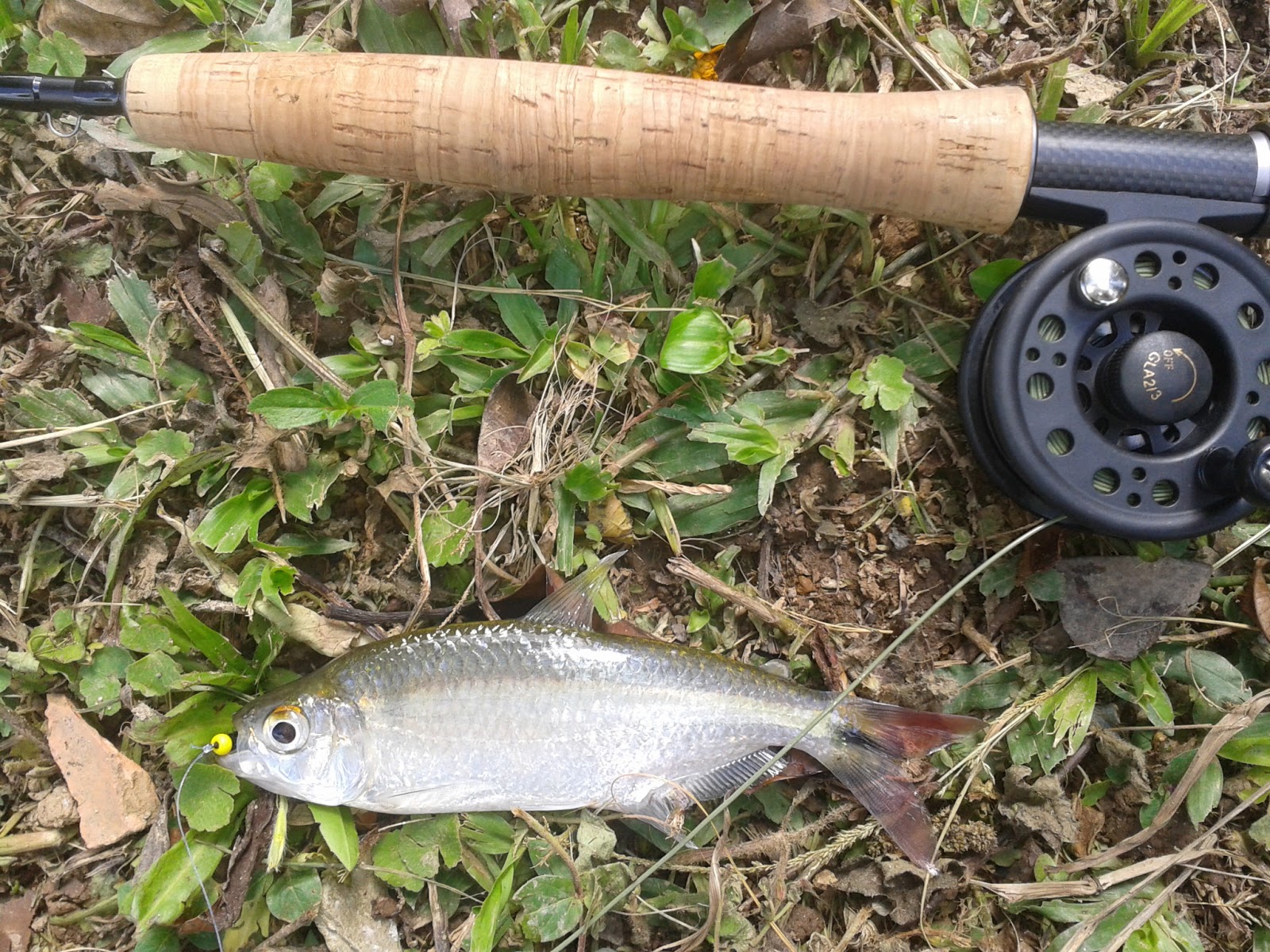 TMR FISHING: LAMBARI