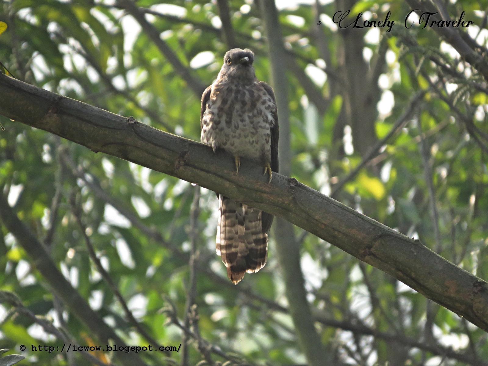 Common hawk-cuckoo - Hierococcyx varius