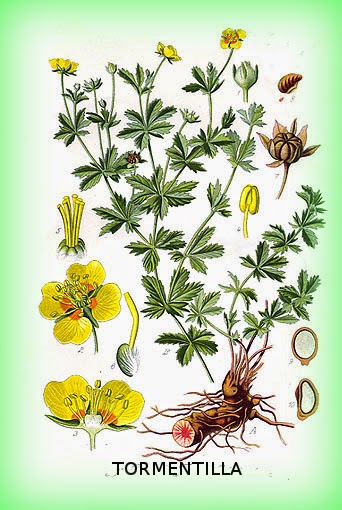 REMEDIOS A BASE DE PLANTAS: TORMENTILLA