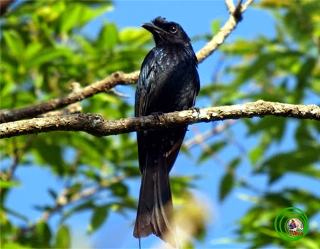 chim Chèo Bẻo | Chim canh - Cay canh - Chim bo cau - Chao mao - Hoa dep