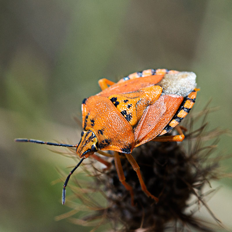 Macrophoto plaisir passion: Carpocore du Midi, Carpocoris pudicus