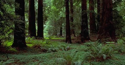 ecologia: bosques templados