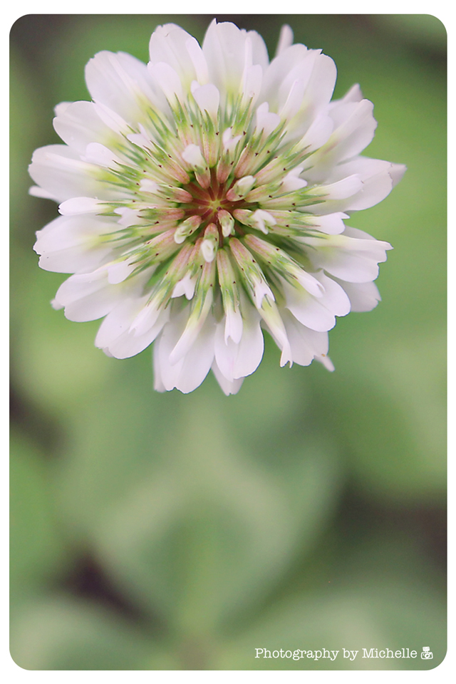 Photography by Michelle: In The Clover..