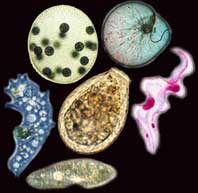 Reino Protista ~ Biomais DNA | Prof. Kátia Queiroz