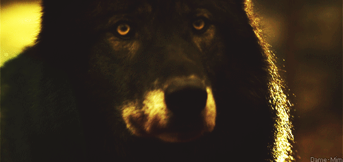 Black Wolf Gif Tumblr